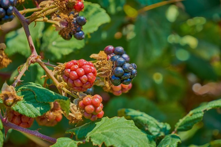 Brombeer Krankheiten Bilder