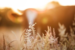 Kainit als Düngemittel » Landlive.de