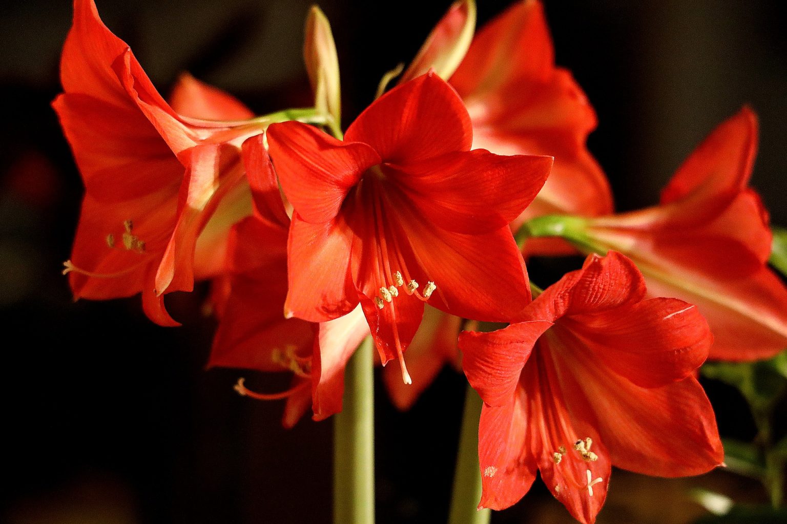 Amaryllis Pflege - So pflegt man diese Zimmerpflanze!