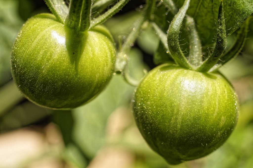 Tomate wird nicht rot - Das kannst du tun